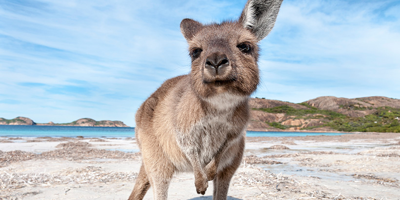 Why Australia Needs to be on your Bucket List?